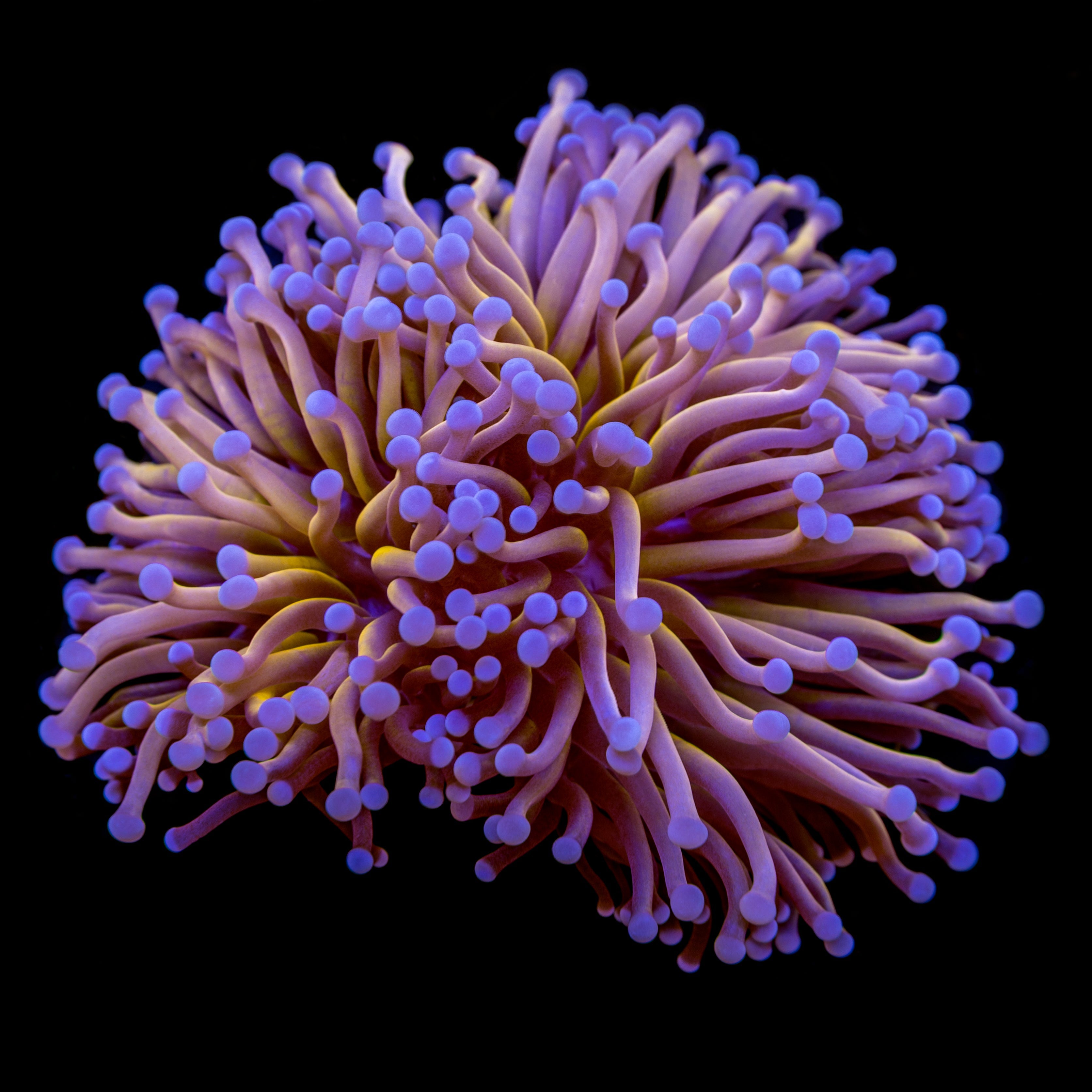 LPS Coral for Sale – Live Large Polyp Stony Corals | TSM Aquatics