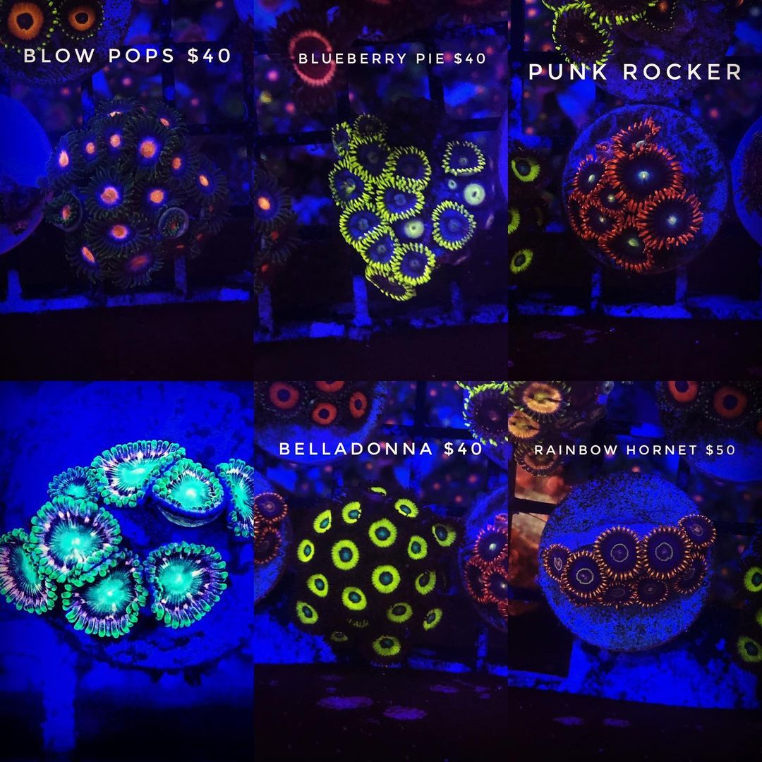 The RobRom Zoa Collection