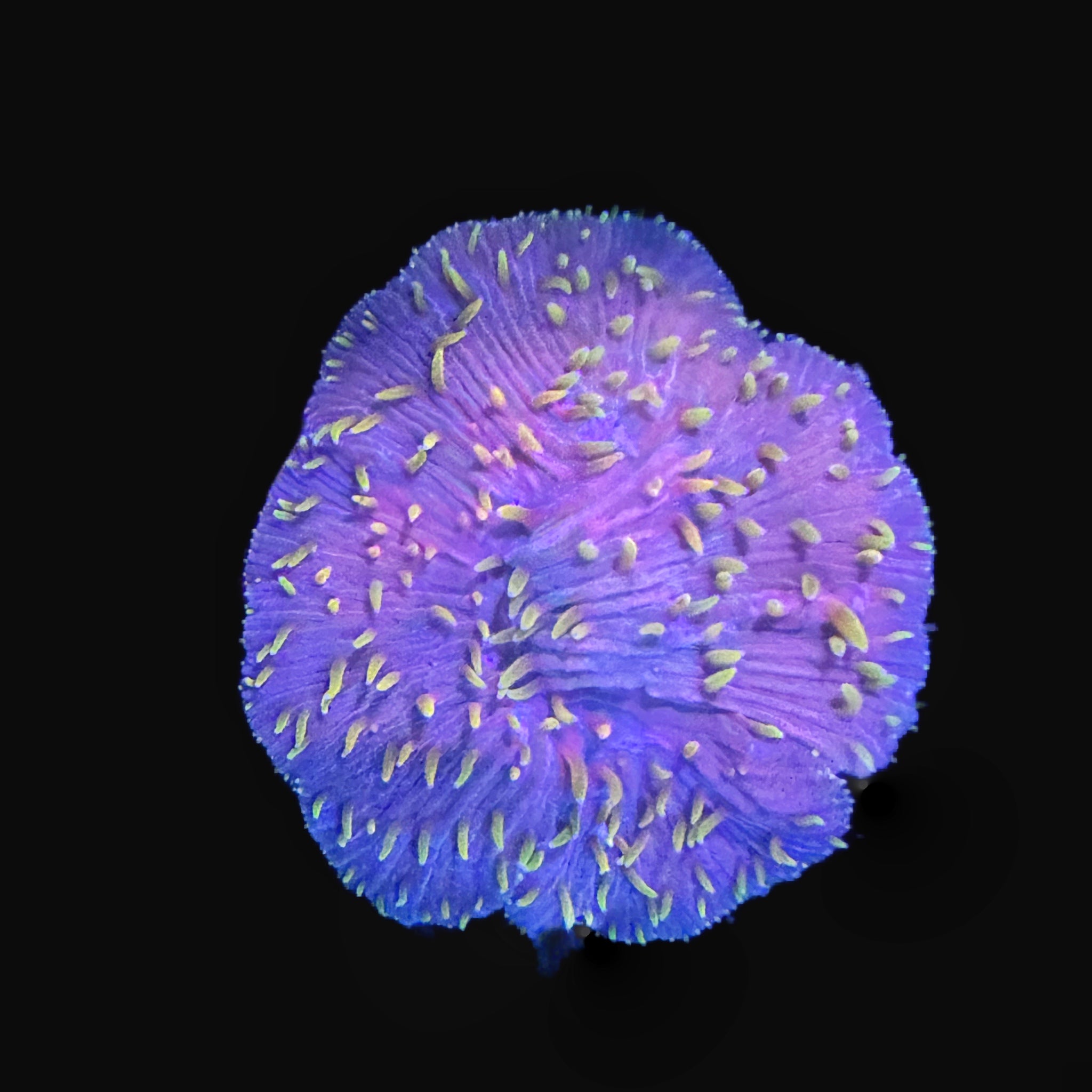 Yellow tip plate coral wysiwyg