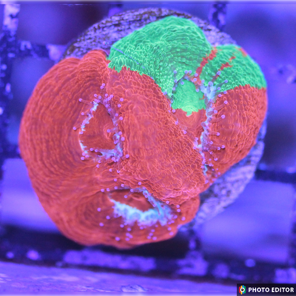 Bleeding Apple Bowerbanki