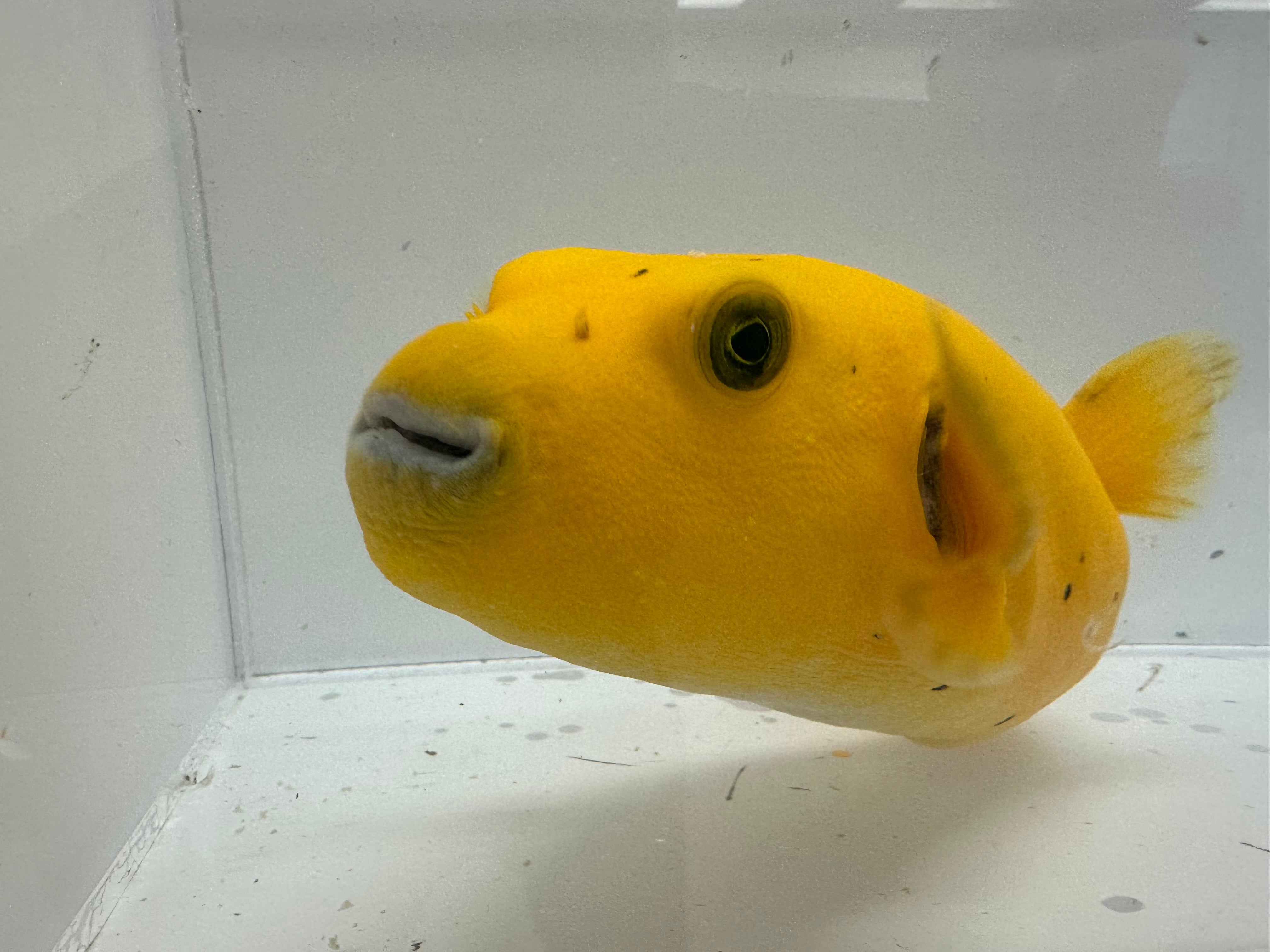Hawaiian Golden Puffer | Saltwater Fish & Aquarium Supplies | TSM Corals