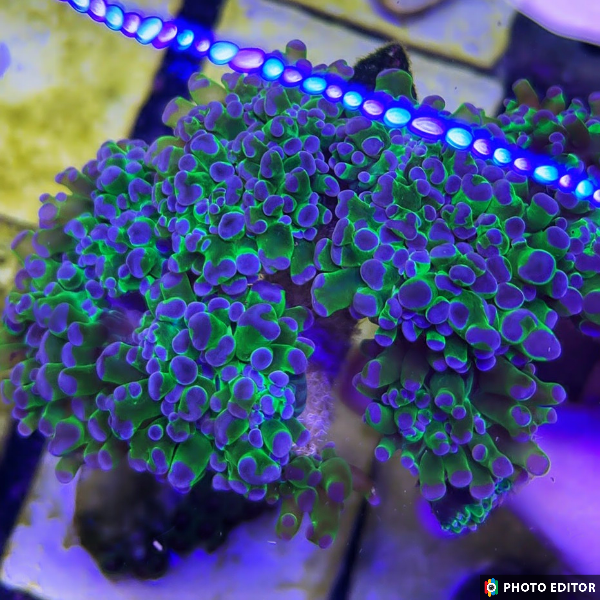 You Pick Single Head Frogspawn, Octospawn or Hammer (Excludes Hologram