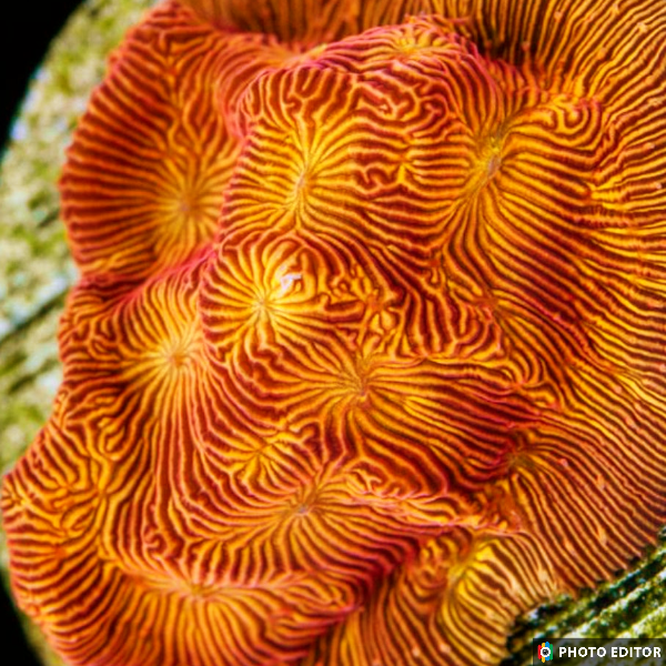 Halloween Leptoseris