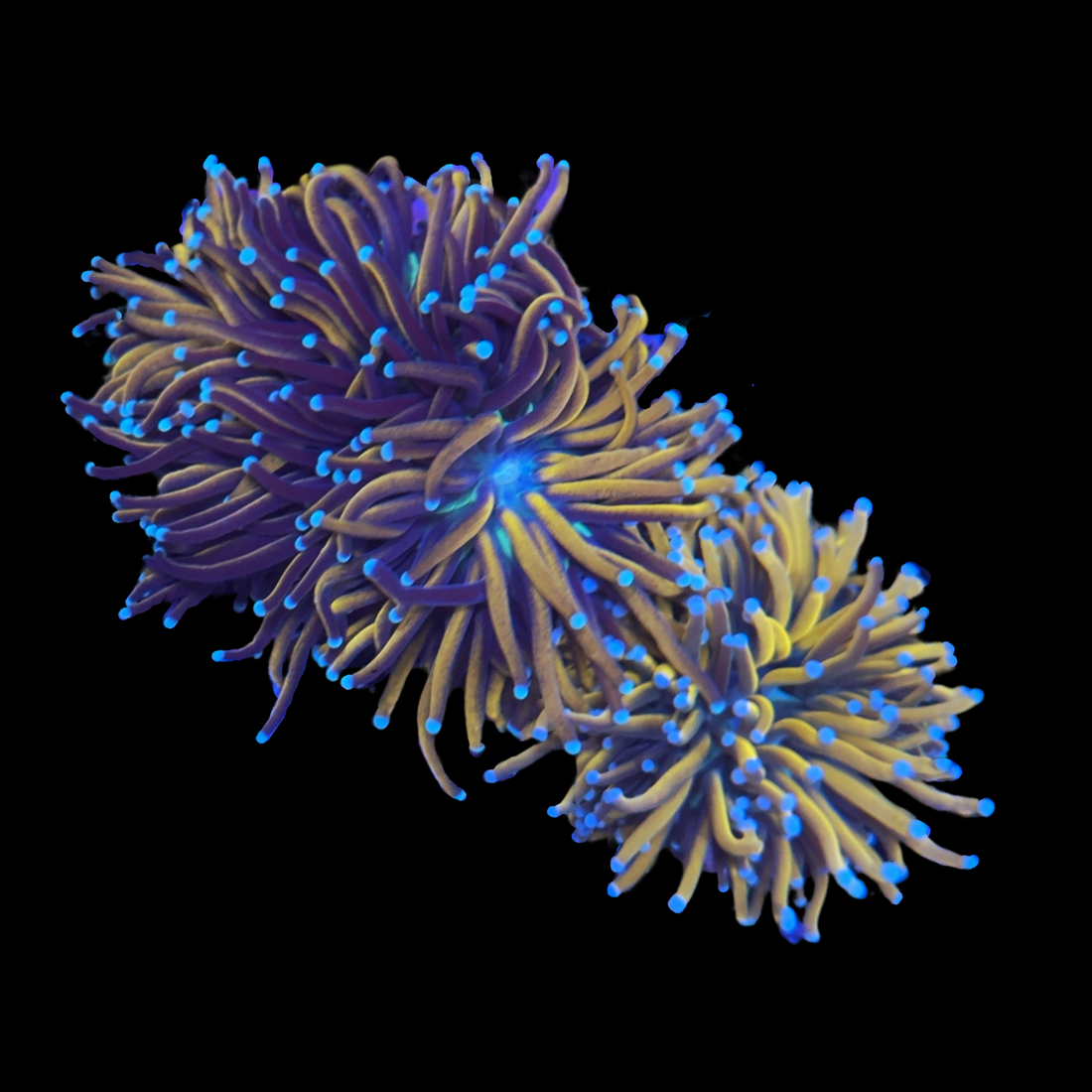 Malaysian King Jester Torch