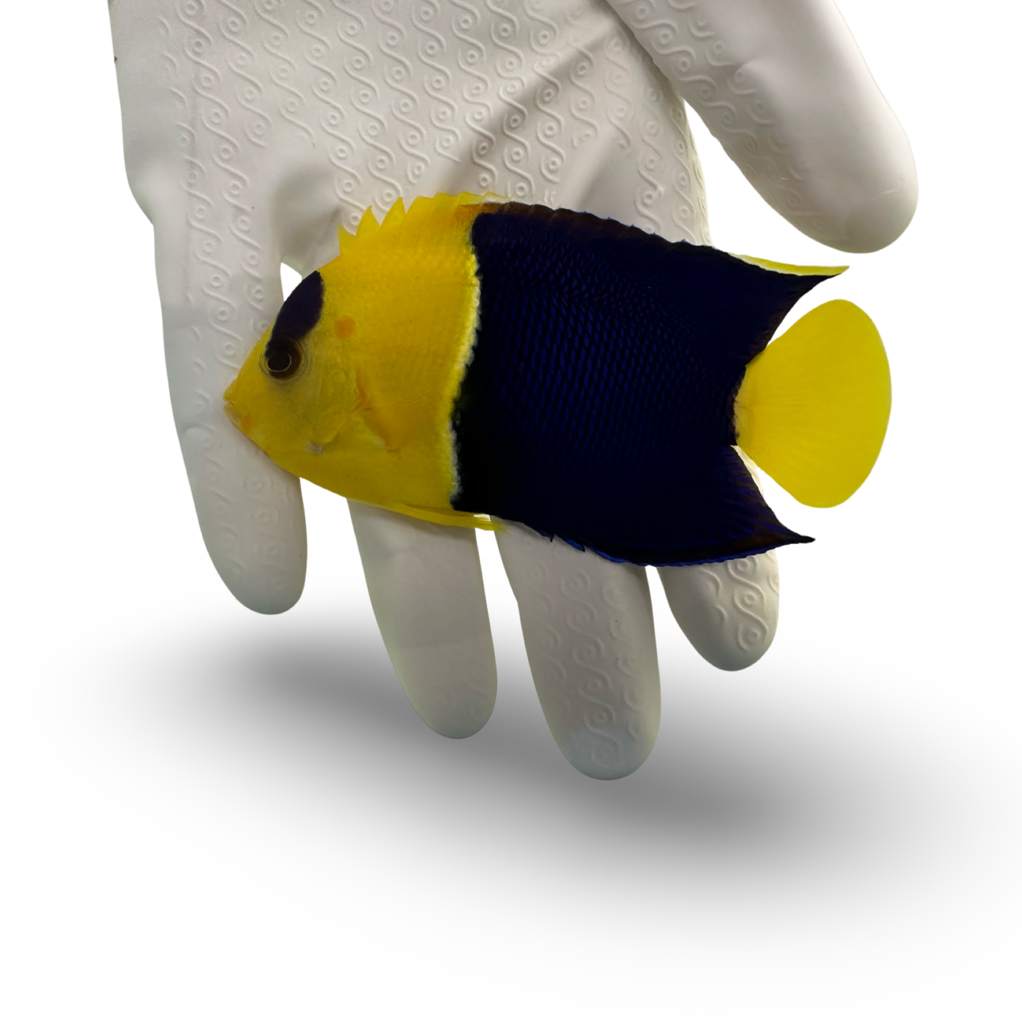 Bicolor Angel (Centropyge bicolor)12/8(pre-order)