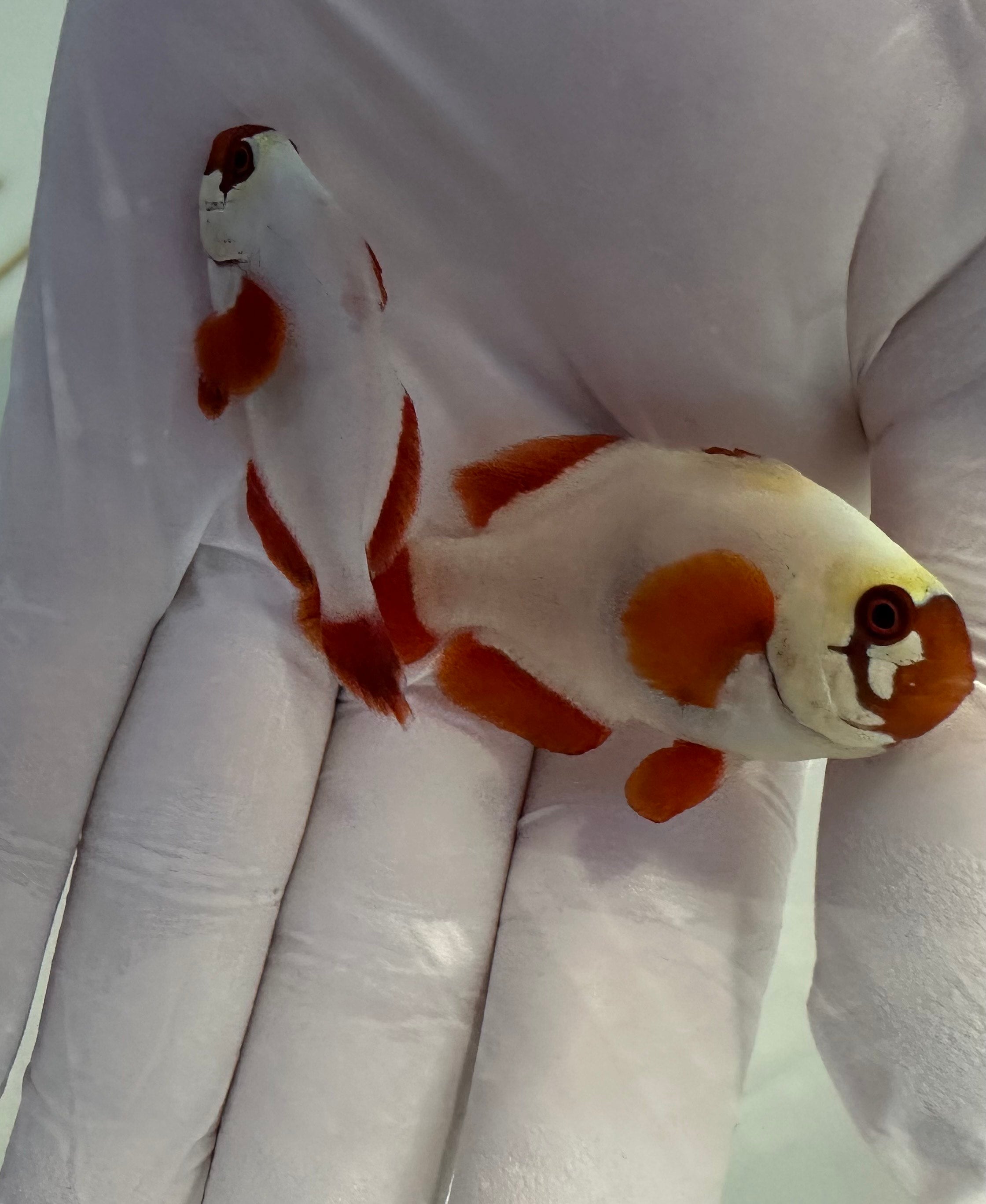 WYSIWYG Gold Nugget Maroon Clown (amphibian biaculeatus)