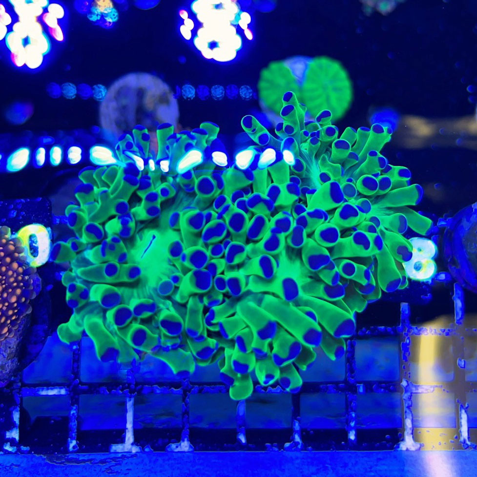 Purple Tip Frogspawn Single Head