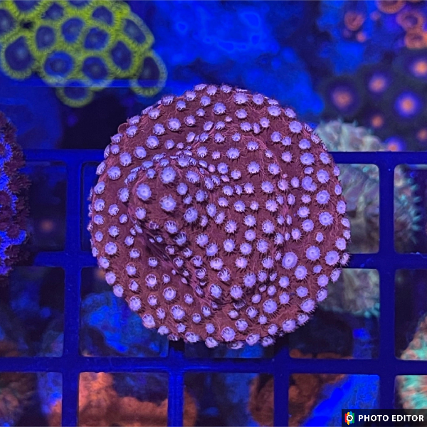 Peppermint Cyphastrea