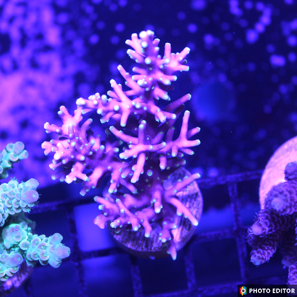Red Dragon Acropora 1/2"