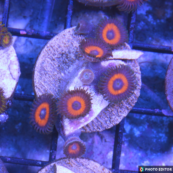 Safecracker 4 Polyps