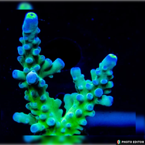 Yellow Tip Austera 1/2"