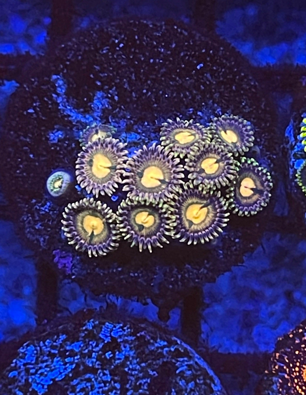 Harvest Moon (Large 8-10 Polyps)