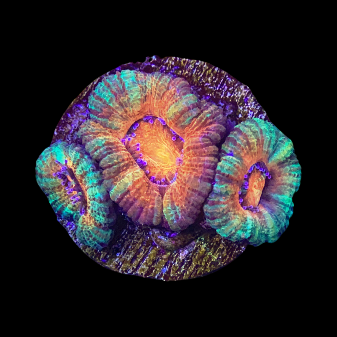 Ultra Green Acan Coral WYSIWYG