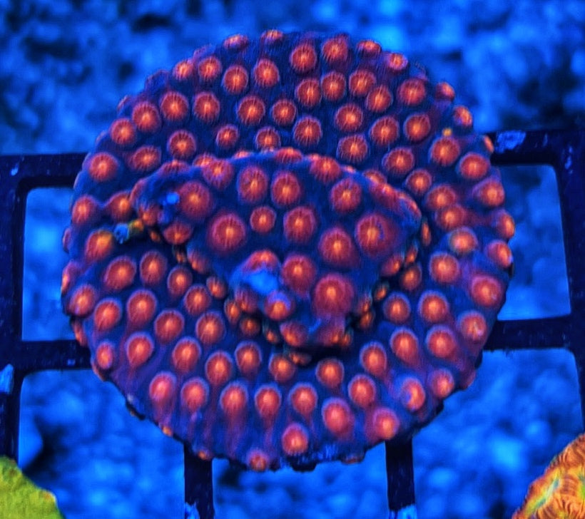 ARC Monet Madness Cyphastrea