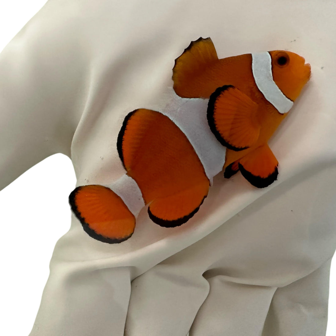 True Percula Clownfish(Amphiprion Percula)captive bred