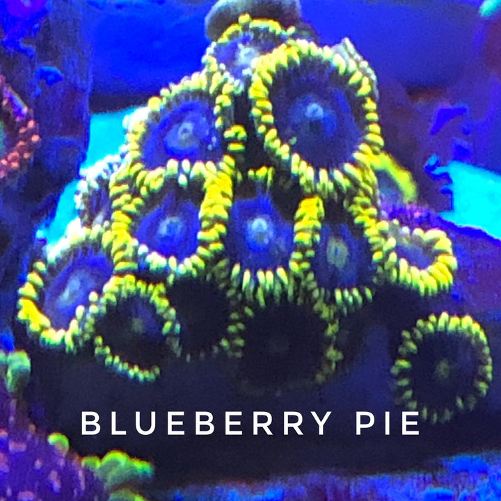 The RobRom Zoa Collection