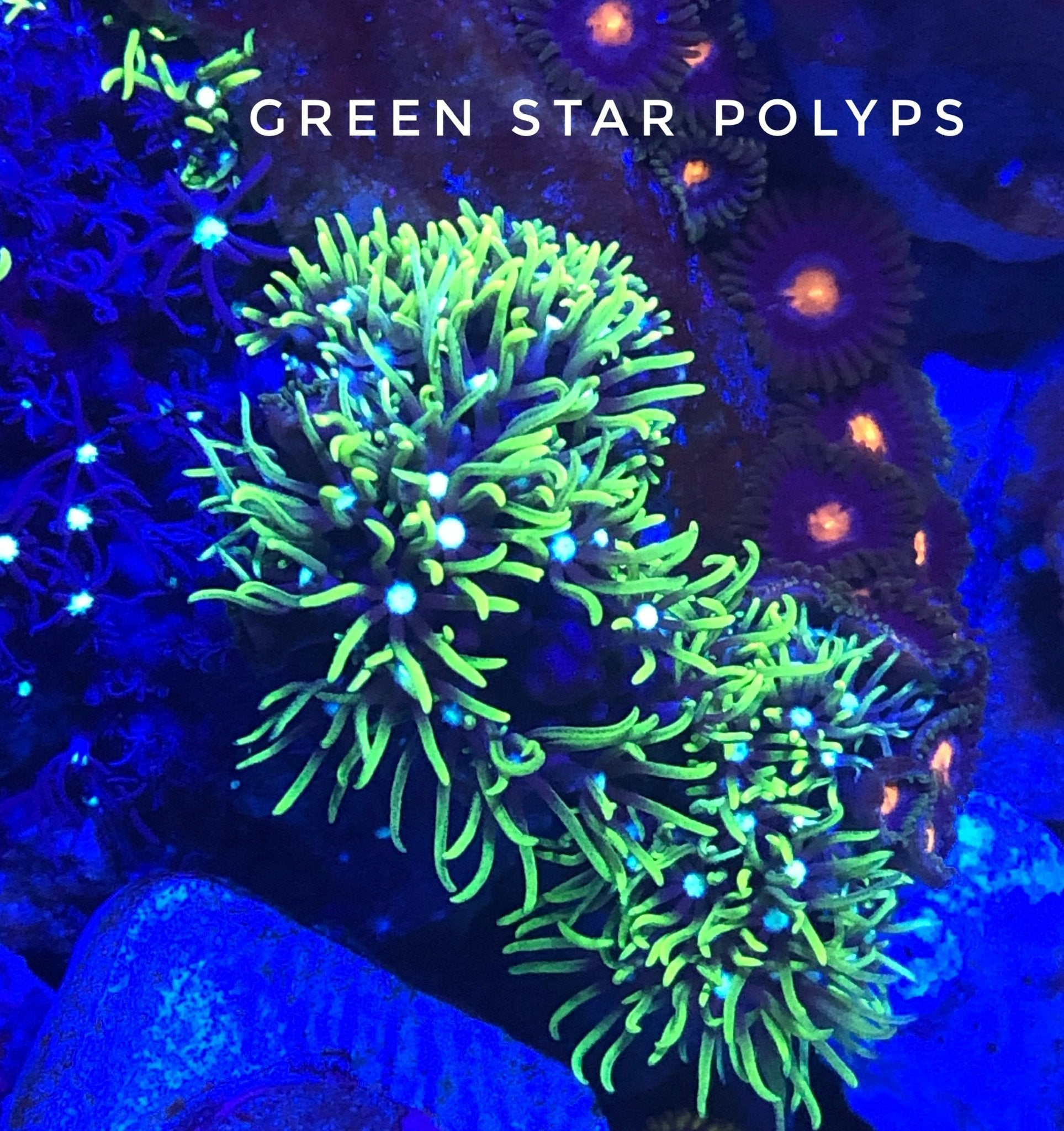 Green Star Polyps (Wholesale Eligible)
