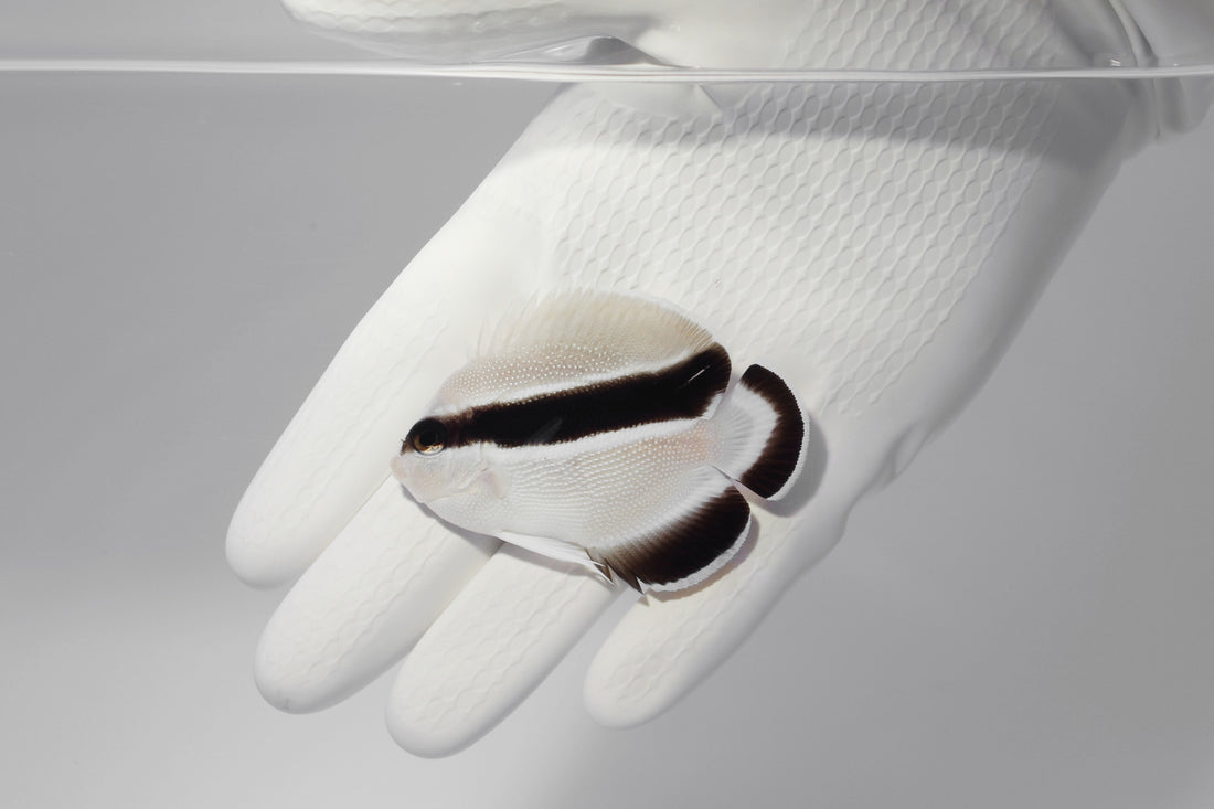 Bandit Angelfish (Apolemichthys arcuatus)