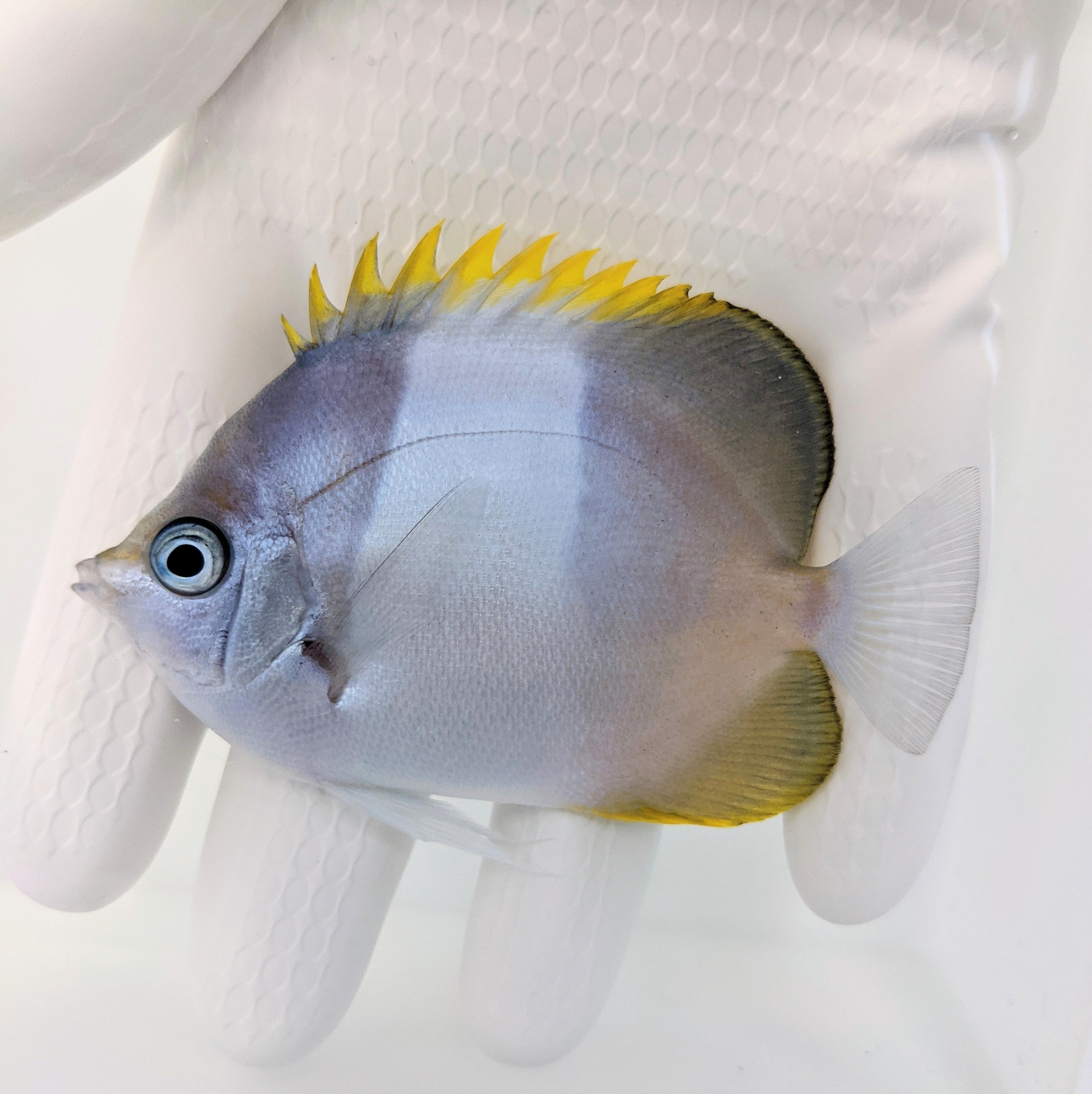 Butterflyfish
