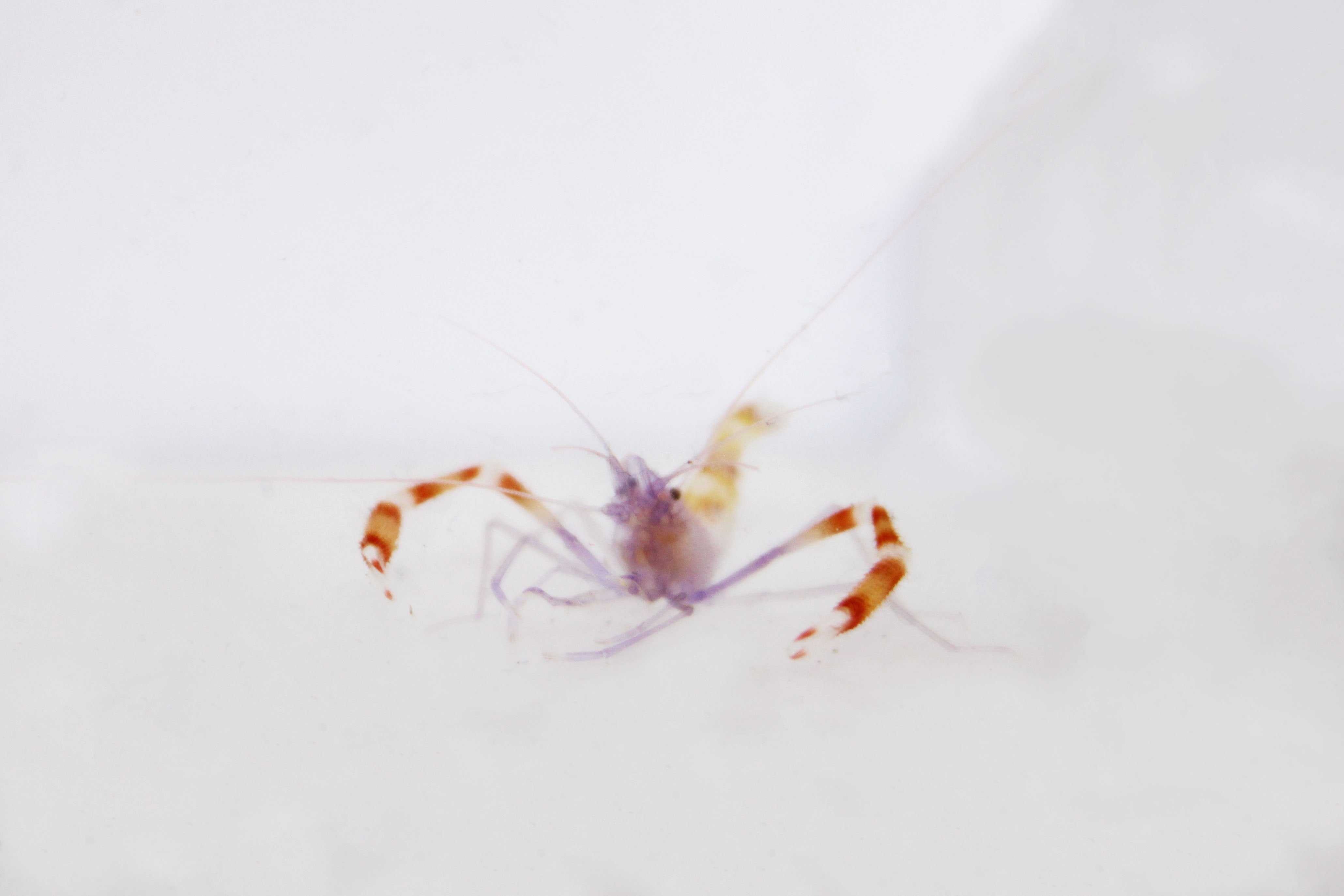 Banded Coral Shrimp, Blue (Stenopus tenuirostris)