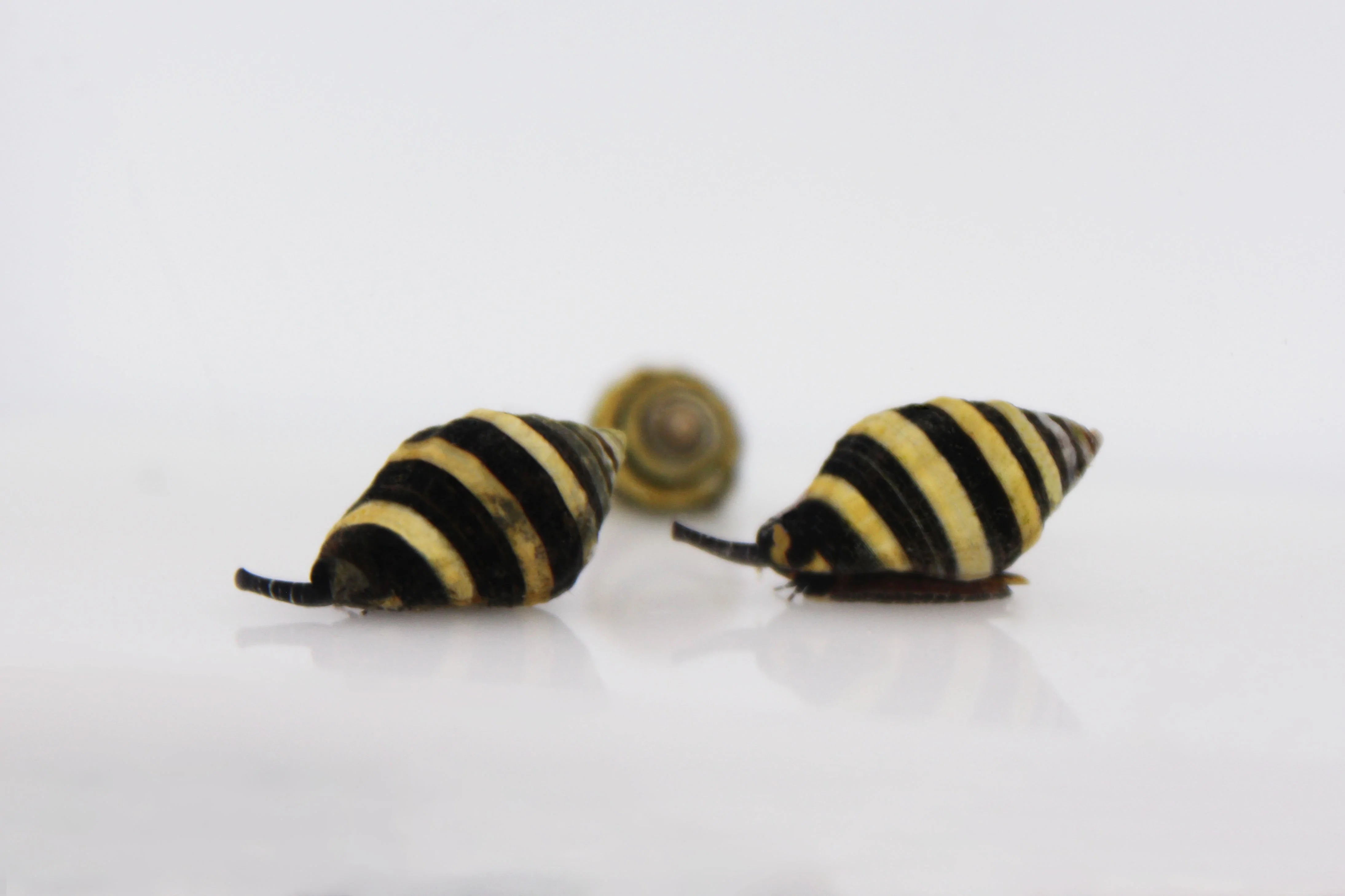 Invertebrates
