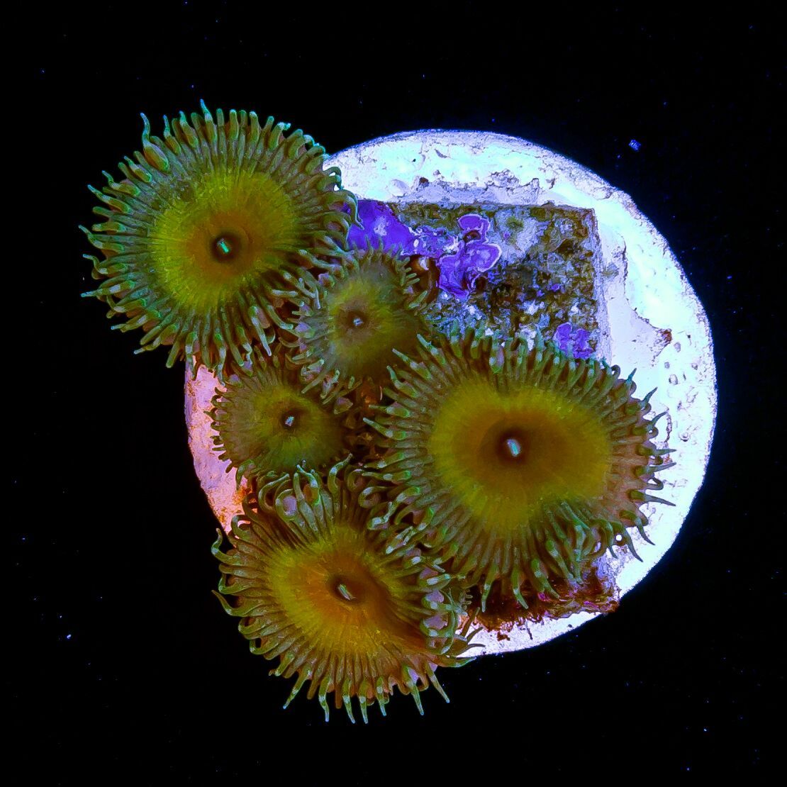 Corals