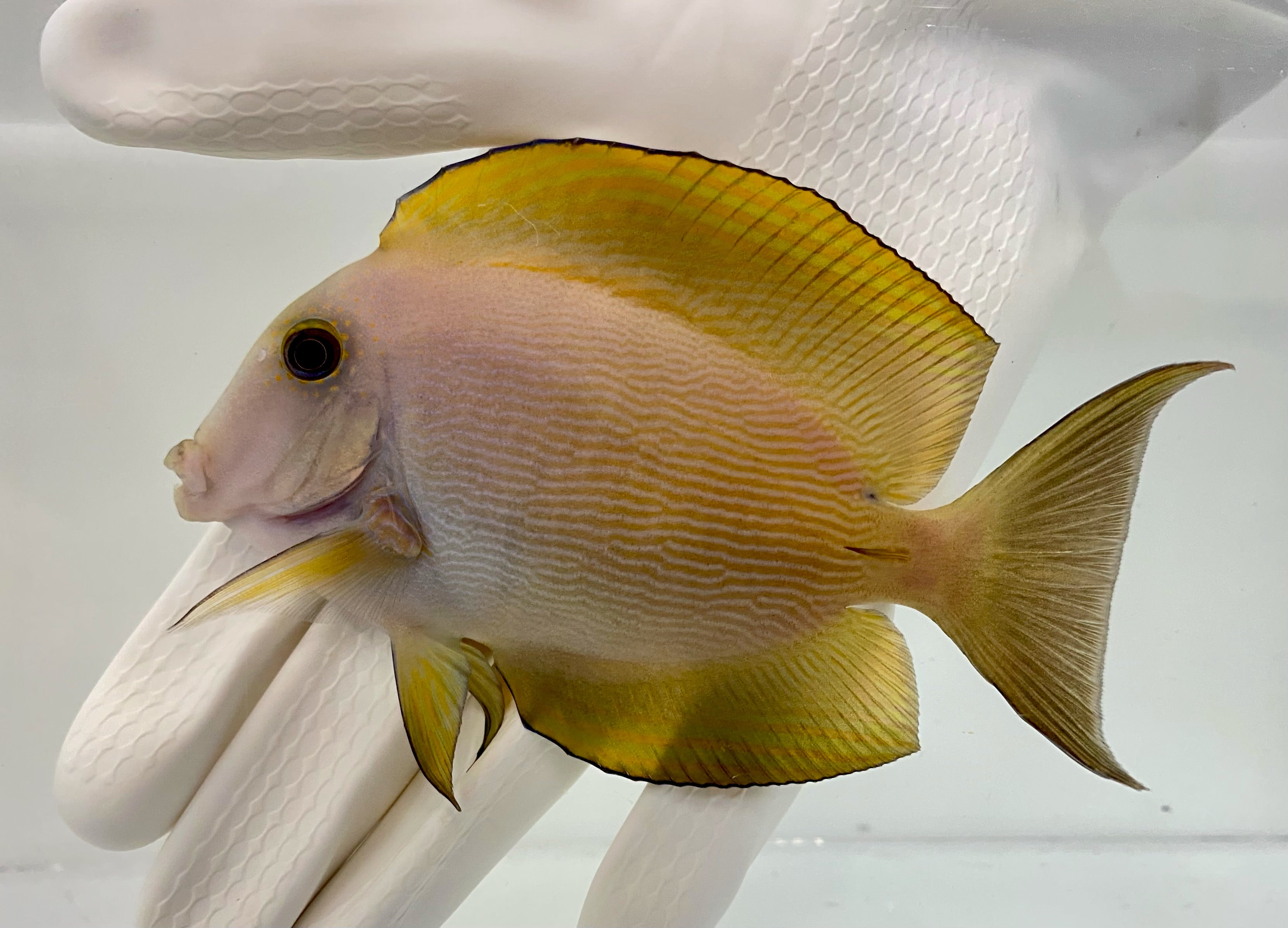 Tangs