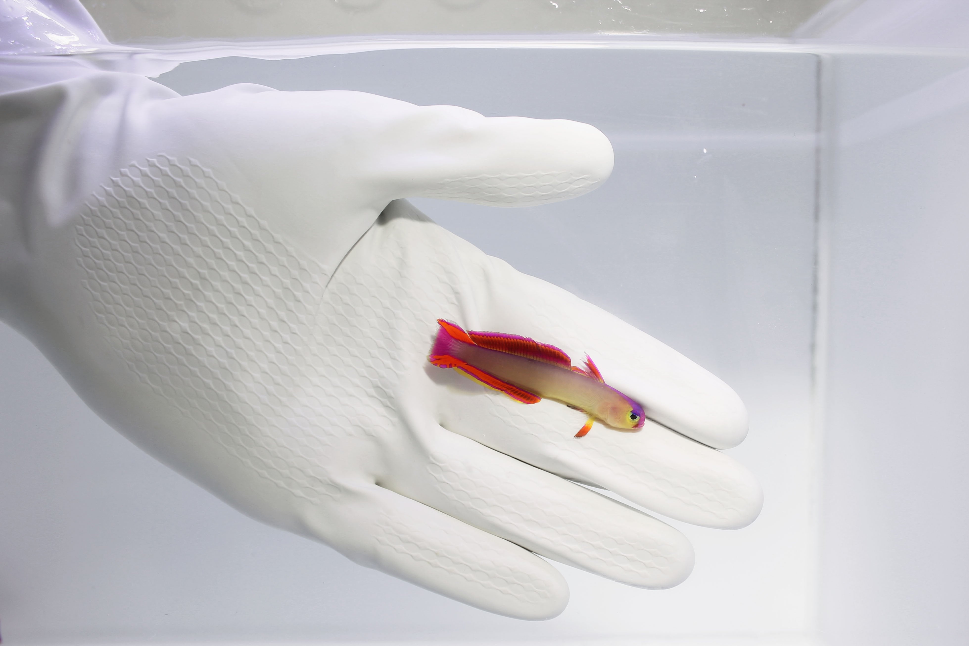 Purple Firefish | Nemateleotris decora