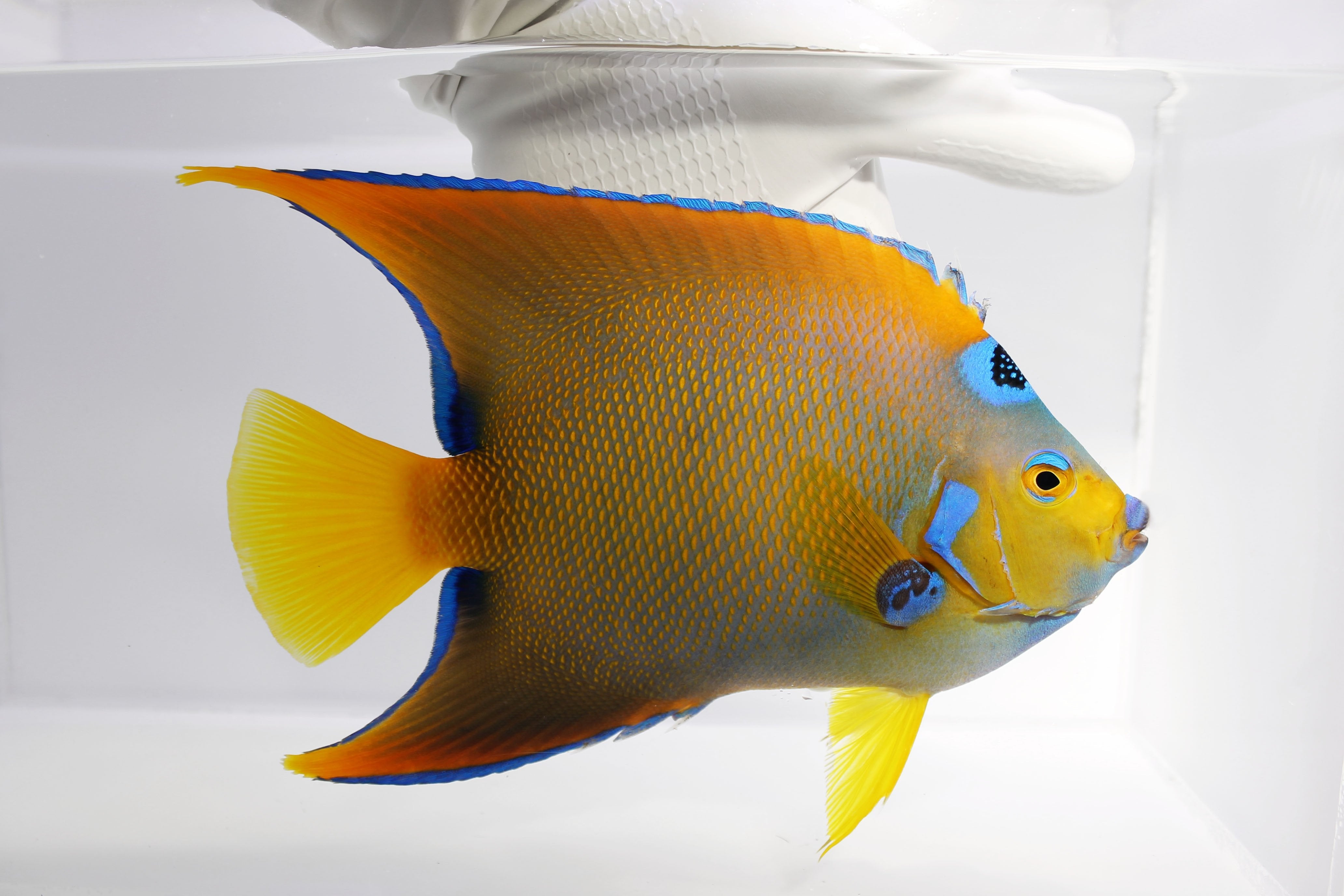 Queen Angelfish | Saltwater Fish & Aquarium Supplies | TSM Corals