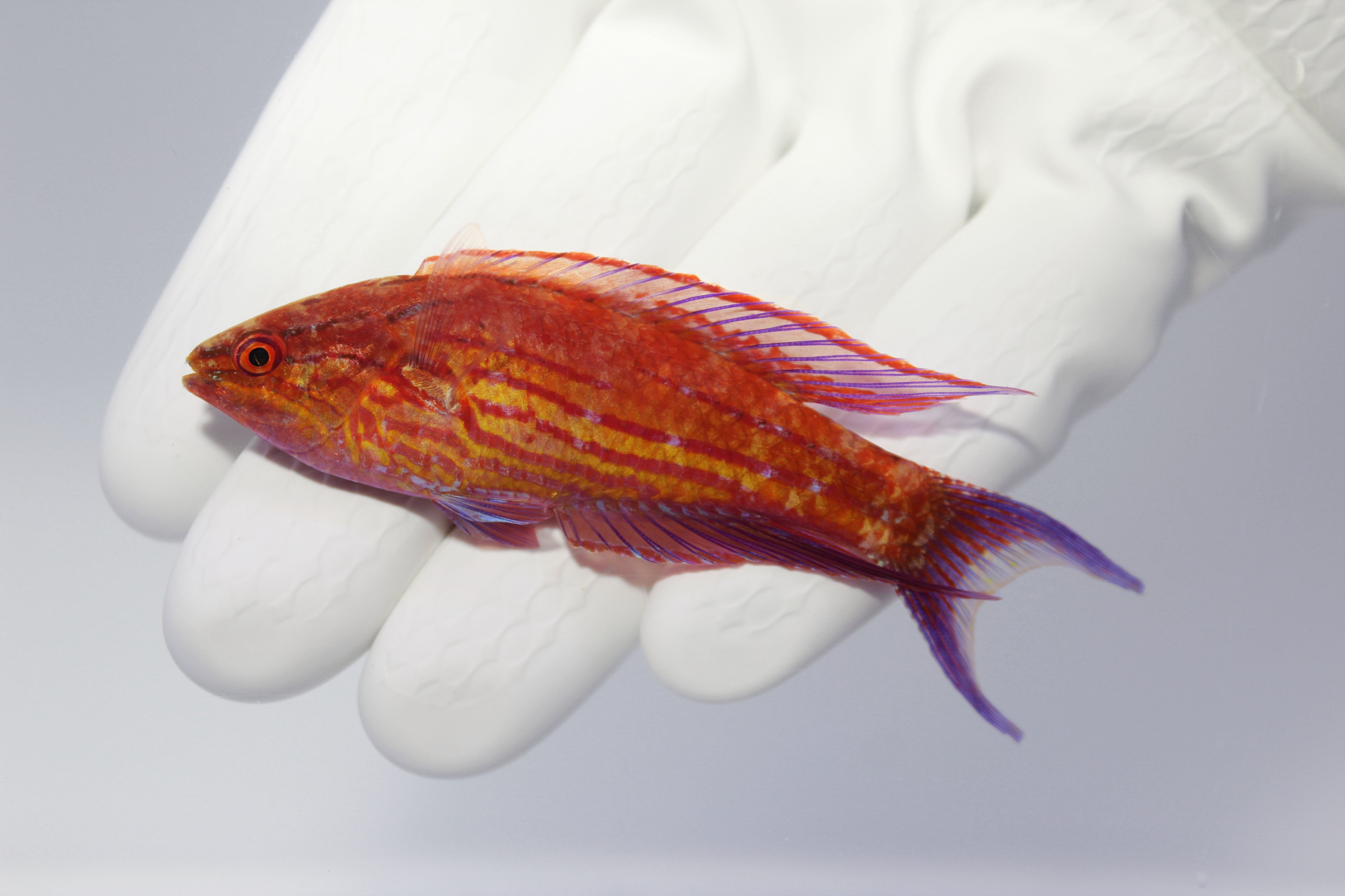 Wrasse