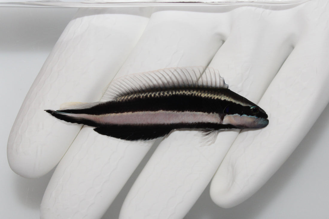 Striped Dottyback (Pseudochromis sankeyi)