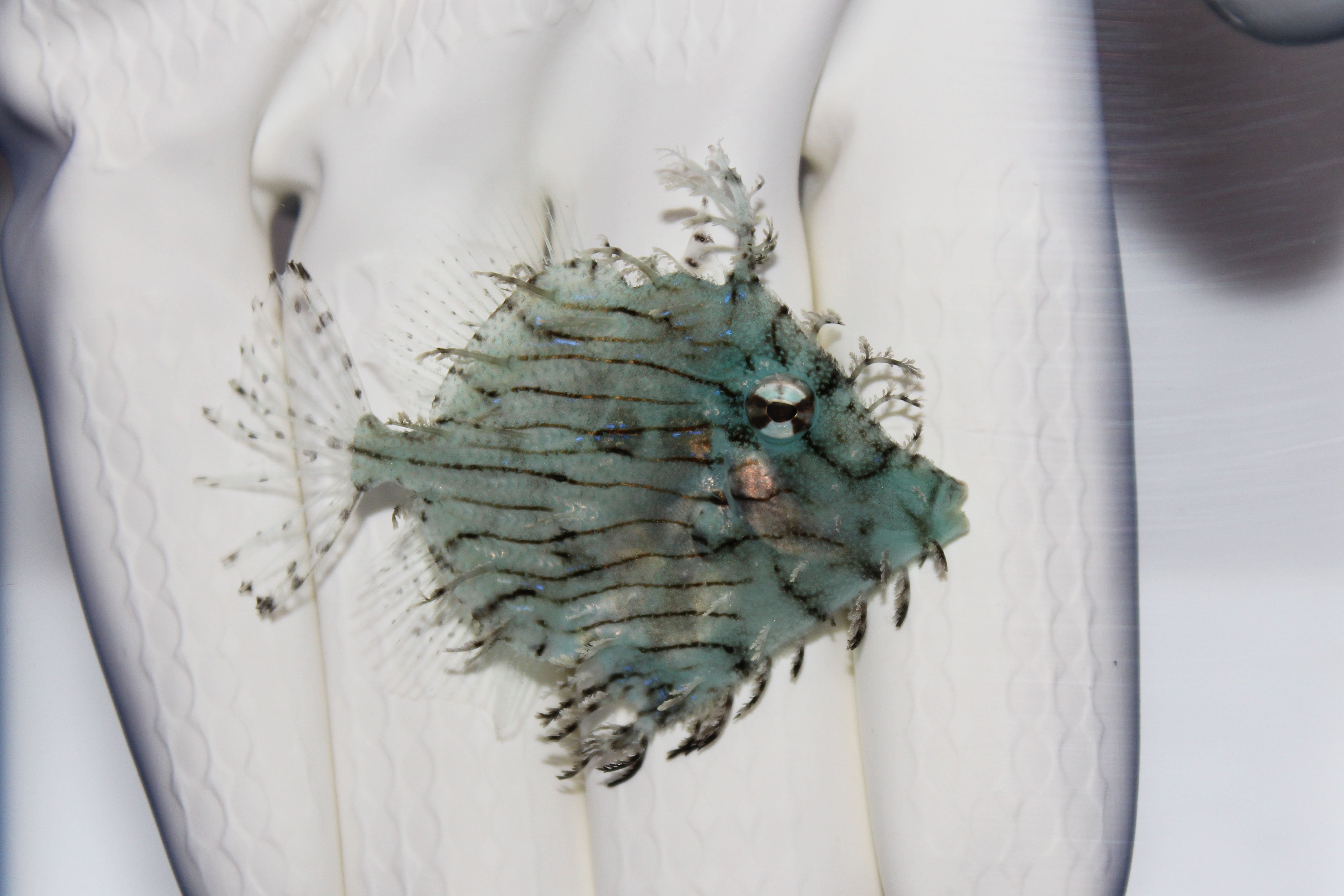 Tassled Filefish (Chaetodermis pencilligerus)
