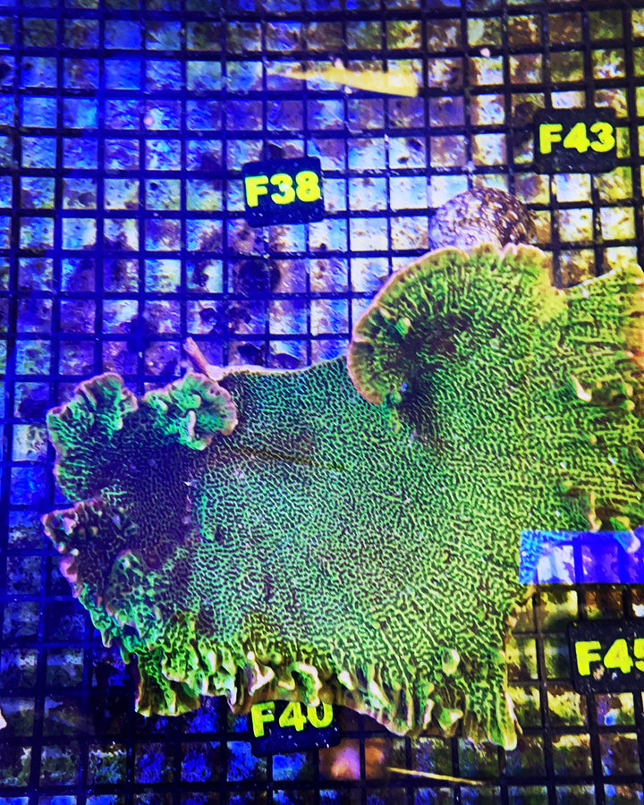 SPS