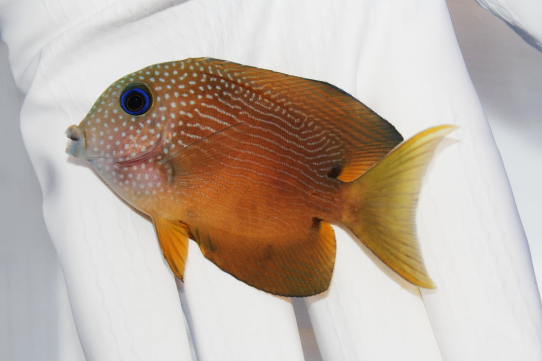Blue‑Eyed Kole Tang for Sale – Quarantined Sailfin Tang | TSM Aquatics