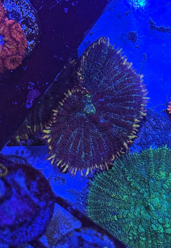Gold & Purple Rhodactis
