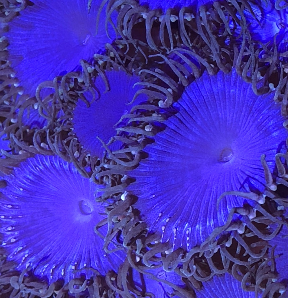 Purple Death Paly (Designer)